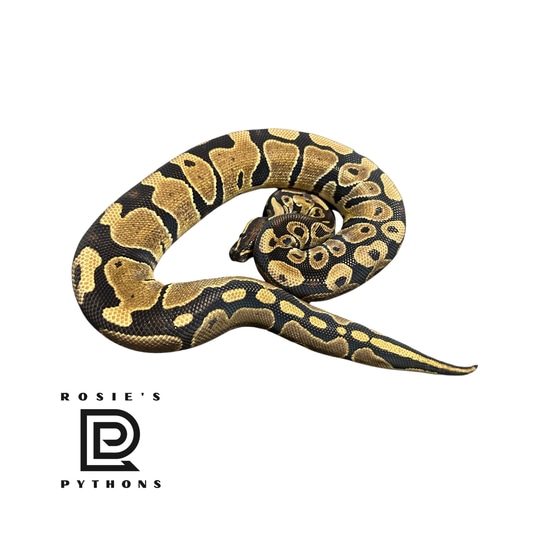 Het Sunset Ball Python by Rosie’s Pythons