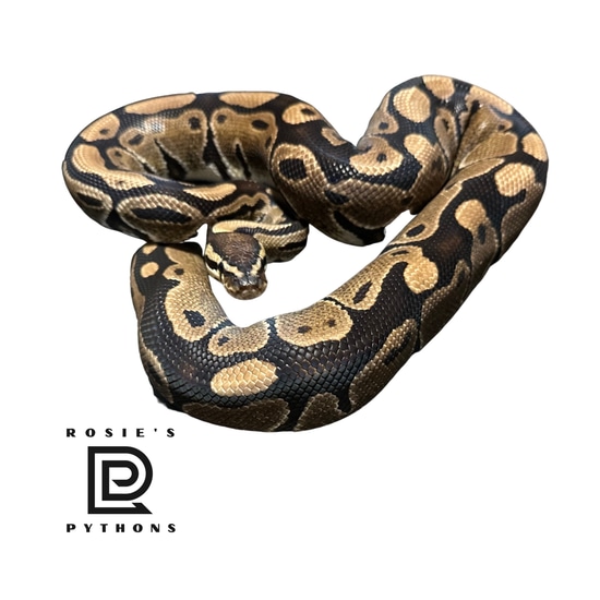 DHet Ultramel Clown Ball Python by Rosie’s Pythons