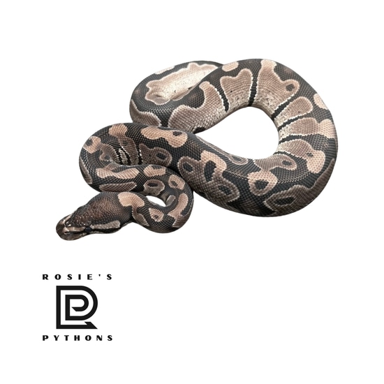 VPI Axanthic Het Piebald Ball Python by Rosie’s Pythons
