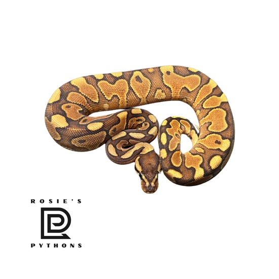 Enchi Redstripe YB Black Pastel Het Clown Ball Python by Rosie’s Pythons
