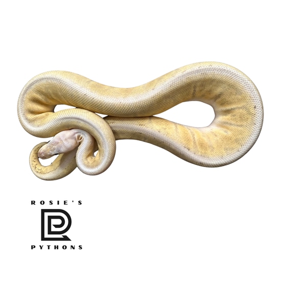 Pinstripe GHI Super Pastel Vanilla Hypo Ball Python by Rosie’s Pythons