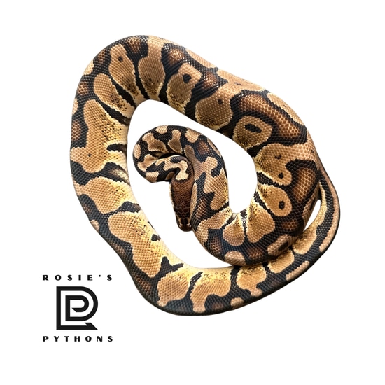 Pastel Het Clown Ball Python by Rosie’s Pythons