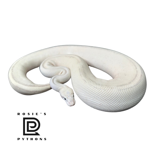 Pastel Puma Ball Python by Rosie’s Pythons