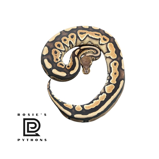 Cinnamon DHet G-Stripe Clown Ball Python by Rosie’s Pythons