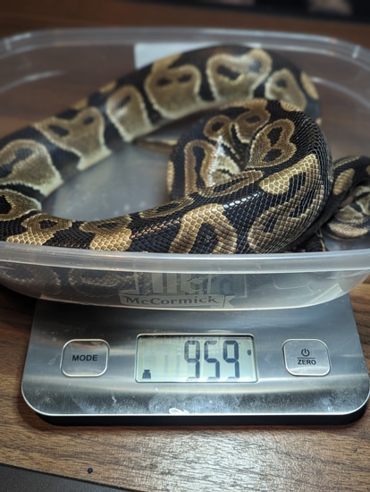 RTB "Normal" Pos Hets "Spark-Plug" Ball Python by Evil Xotics