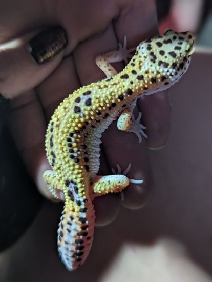 Mystery Morph Leopard Gecko by Evil Xotics