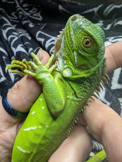 BEAUTIFUL Translucent Female Green Iguana Other Iguana by Evil Xotics