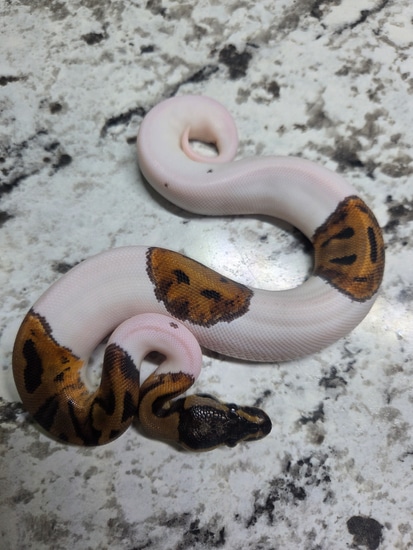 HIGH WHITE PIED Dbl Het D.G. Clown Ball Python by Evil Xotics