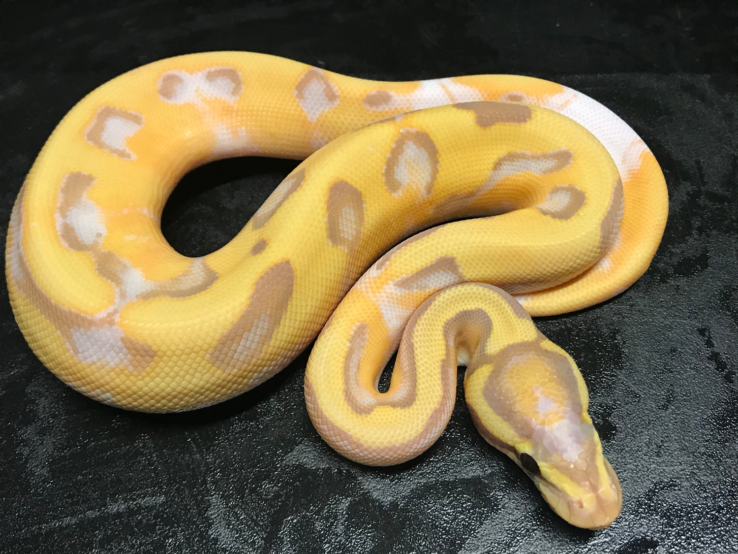 Banana Orange Dream Enchi YB Pied 50% Possible Het VPI Axanthic Ball ...