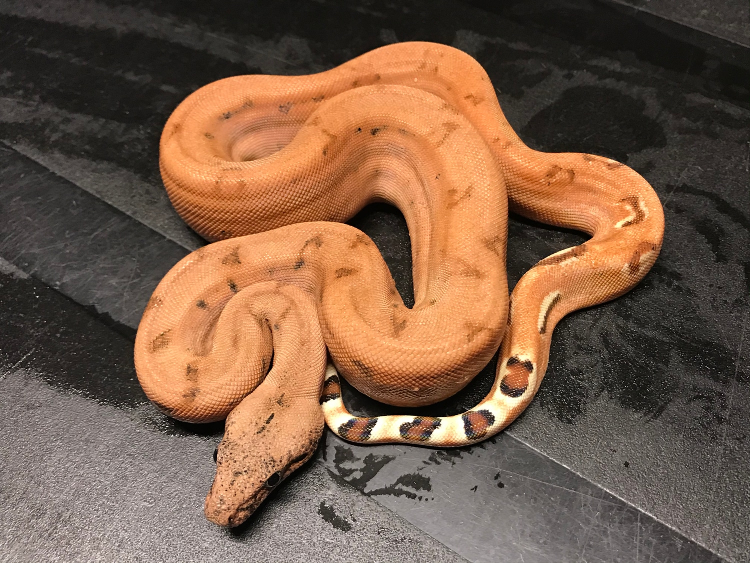 Hypo Scoria IMG Het Anery Boa Constrictor by Big D Exotics Ltd ...