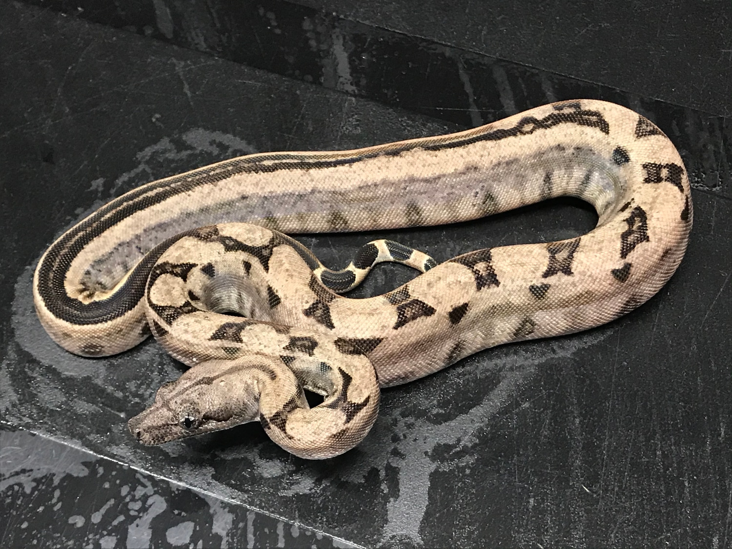 IMG Motley Scoria 100% Het Anery Boa Constrictor by Big D Exotics Ltd ...