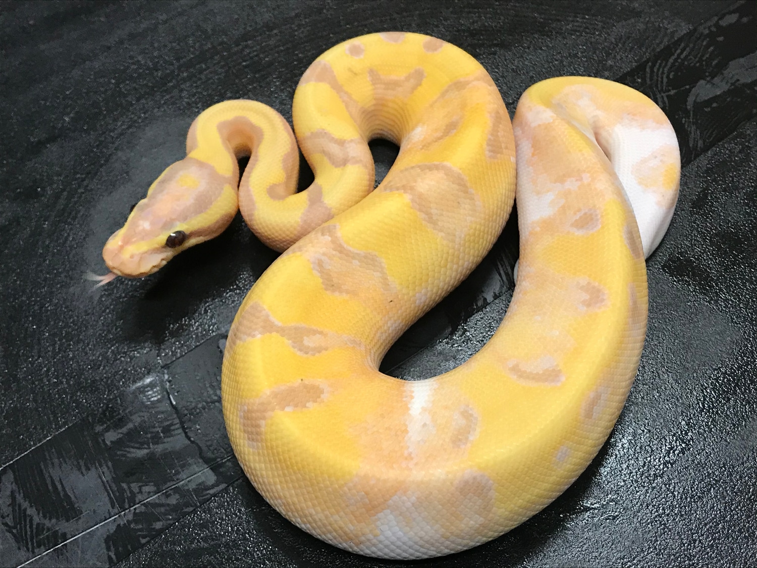 Banana Orange Dream Enchi YB Pied 50% Possible Het VPI Axanthic Ball ...