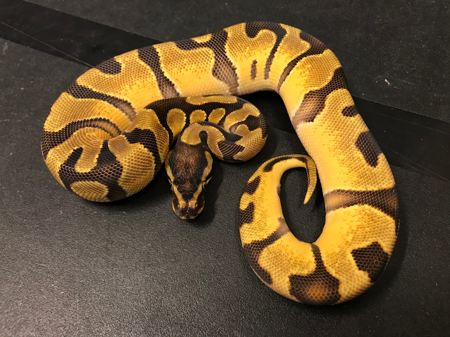 Orange Dream Enchi Possible YB 100% Het Pied 50% Possible Het Vpi ...
