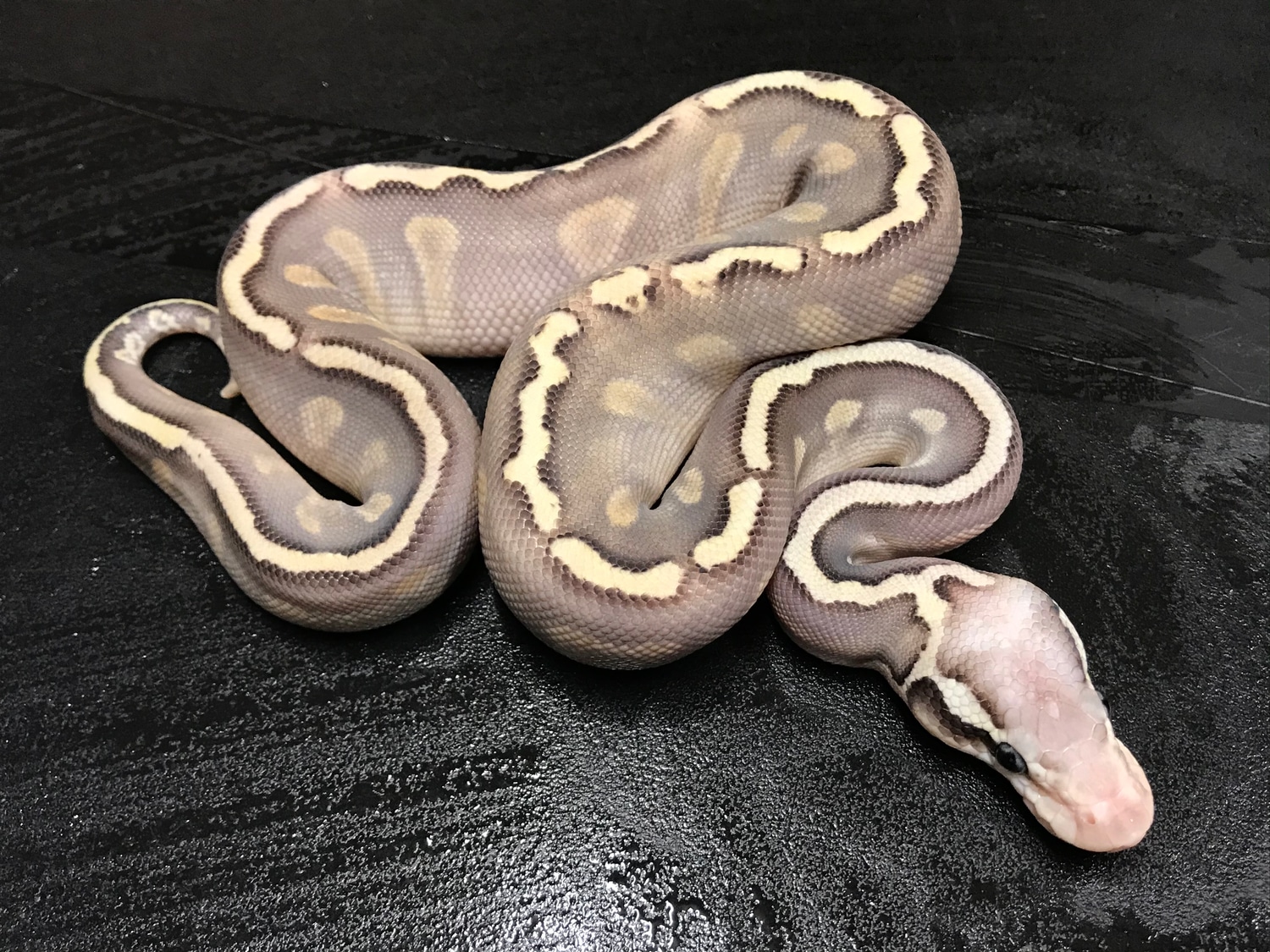 Super Pastel GHI Mojave 100% Het Clown Ball Python by Big D Exotics Ltd - MorphMarket
