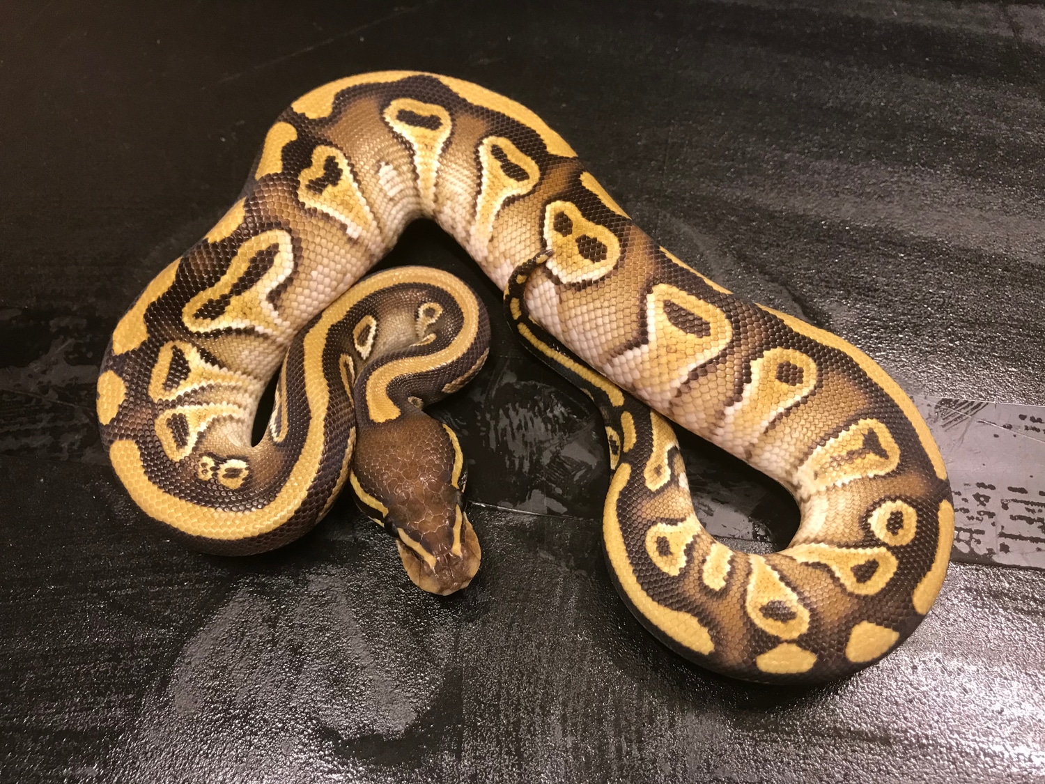 Mojave DH Sunset Clown Ball Python by Big D Exotics Ltd - MorphMarket