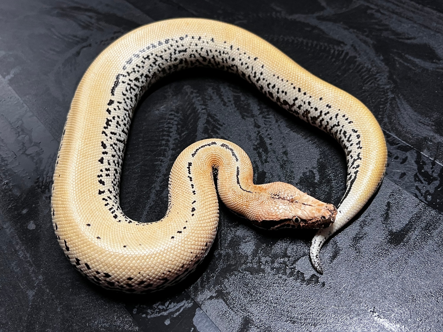 Pixel Matrix 100% Het T Positive Blood Python by Big D Exotics Ltd ...