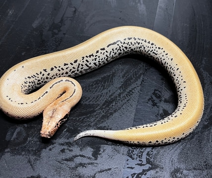 T Positive Albino Batik Blood Python by Big D Exotics Ltd - MorphMarket