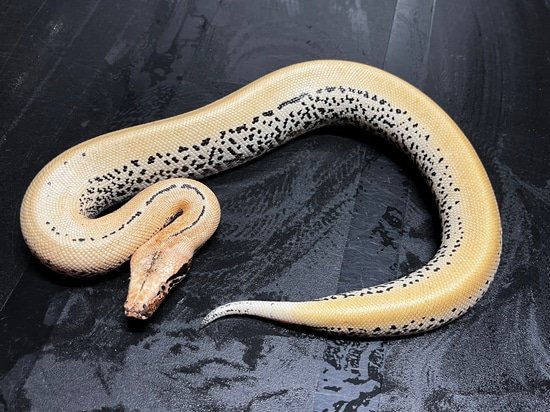 Pixel Matrix 100% Het T Positive Blood Python by Big D Exotics Ltd