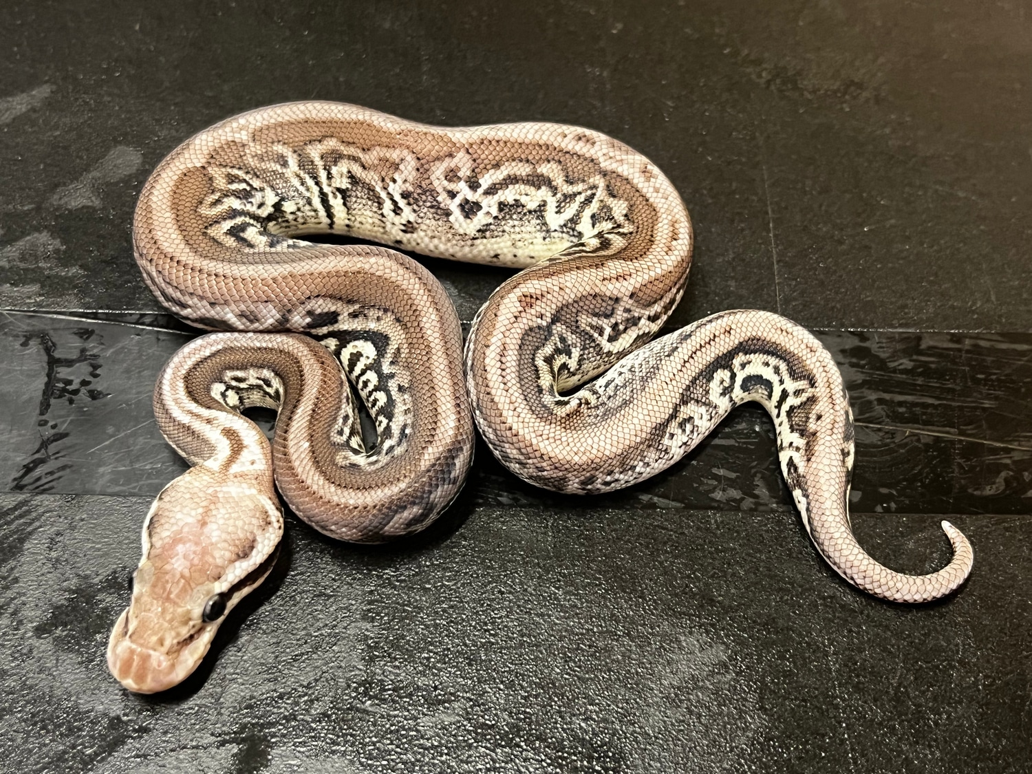 Pewter Hurricane Spotnose Leopard Het Clown Ball Python by Big D ...