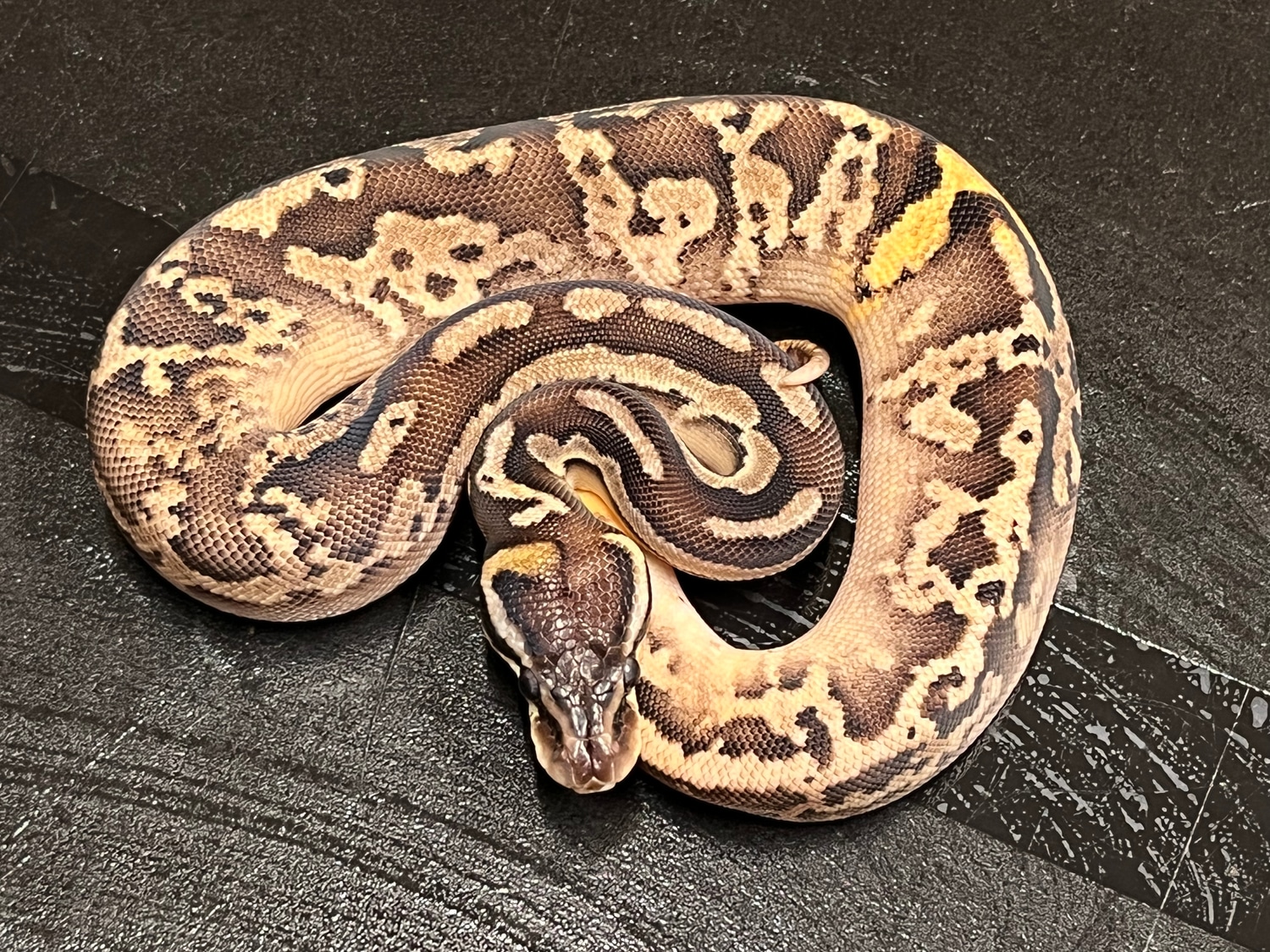 Black Pewter Orange Dream YellowBelly 100% Het Pied Ball Python by Big ...