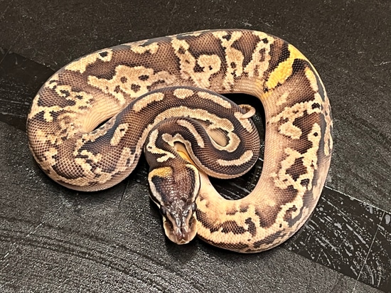 Black Pewter Orange Dream YellowBelly 100% Het Pied Ball Python by Big ...