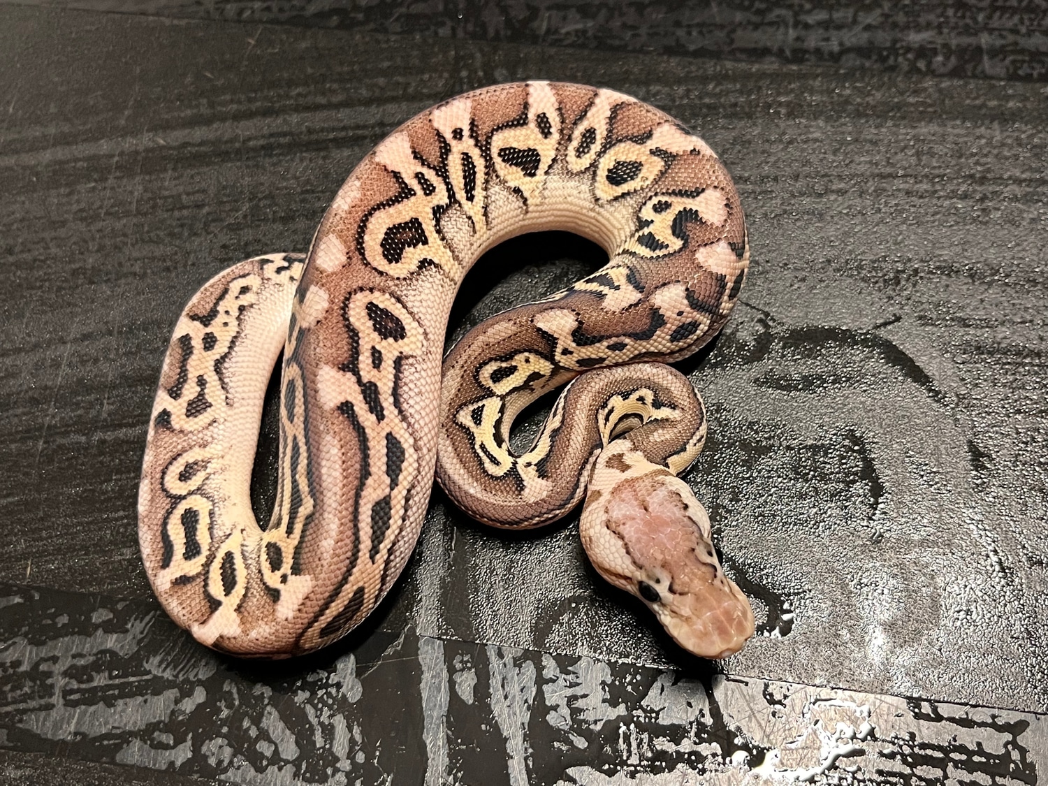 Pewter Possible Orange Dream Crypton Ball Python by Big D Exotics Ltd ...
