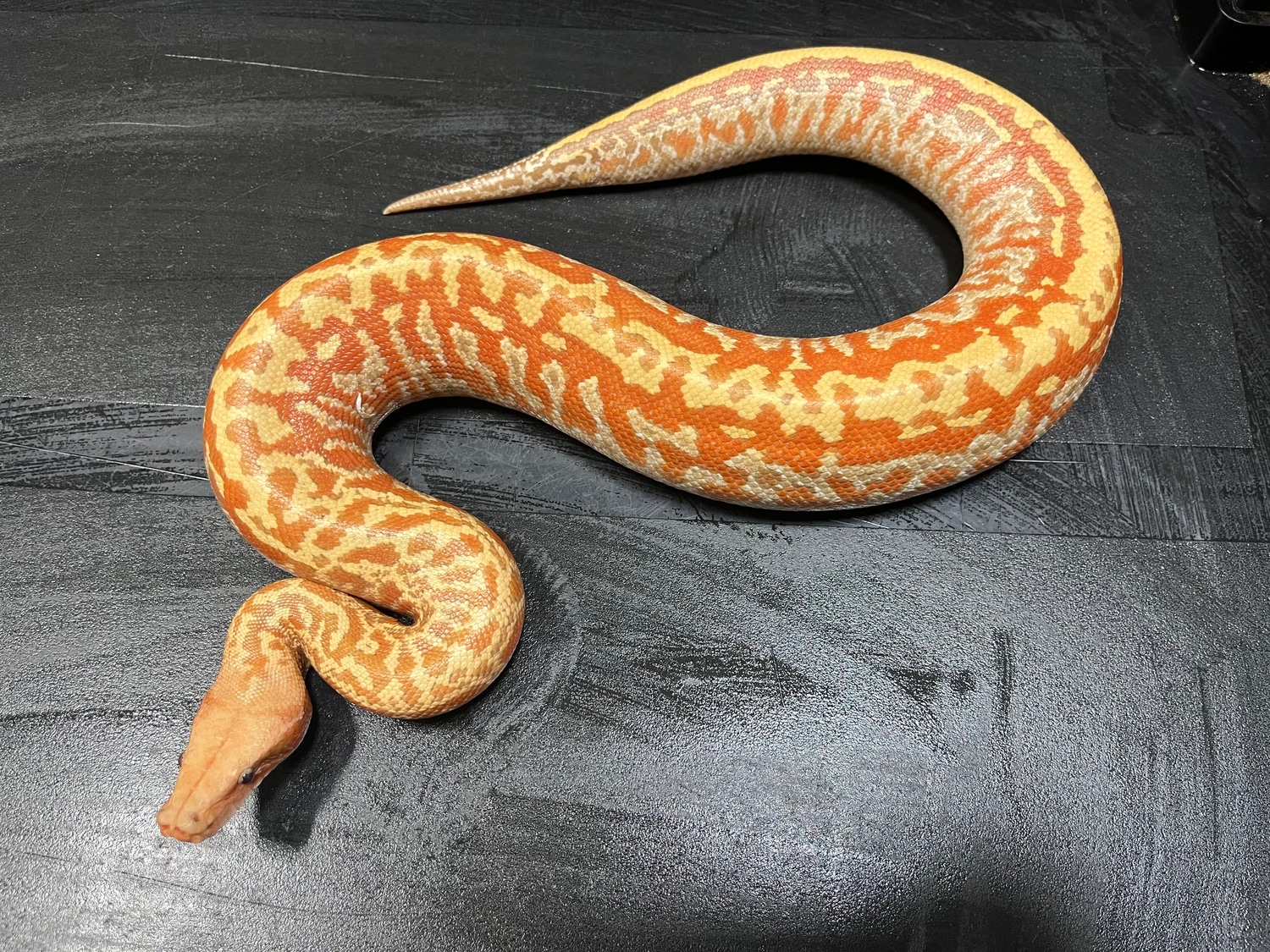 T Positive Albino Batik Blood Python by Big D Exotics Ltd - MorphMarket