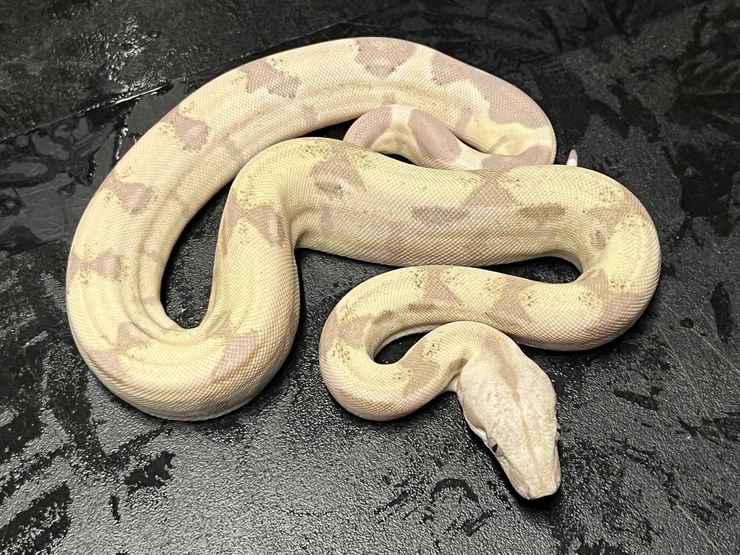 VPI Snow Glow Male Boa Constrictor by Big D Exotics Ltd - MorphMarket