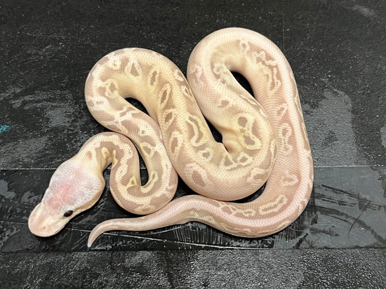Black Pewter Wookie Banana YB 100% Het Clown Ball Python by Big D ...