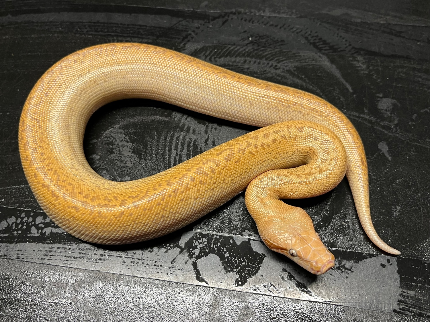 T Positive Albino Ivory Batik Blood Python by Big D Exotics Ltd ...