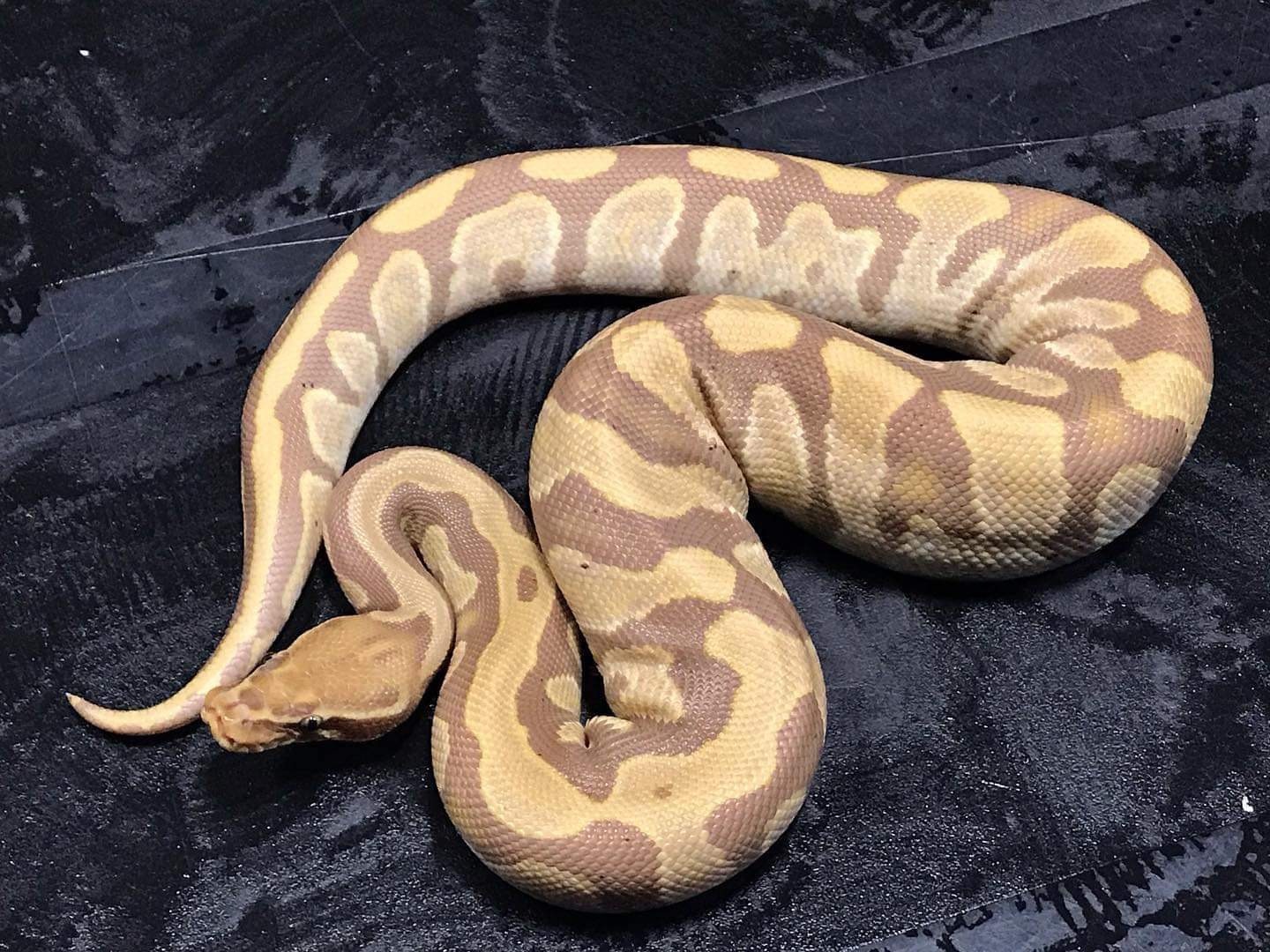 Banana Super Enchi Pied Ball X Sumatran Pair More Python by Big D Exotics Ltd - MorphMarket