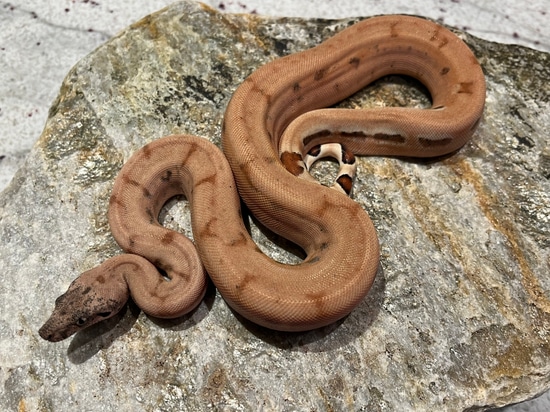 Hypo IMG Scoria Boa Constrictor by Big D Exotics Ltd