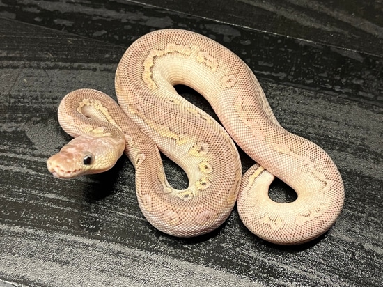 Black Pewter Wookie YB Clown Ball Python by Big D Exotics Ltd