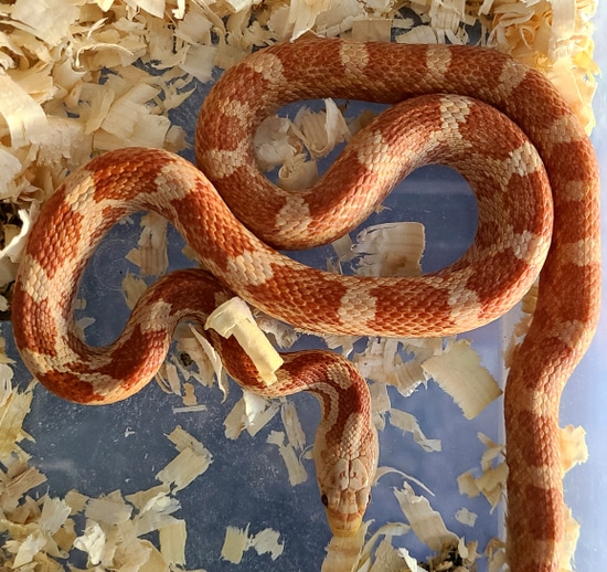 2020 Albino Brindle Black Rat FEMALE Eastern Rat Snake by Byron.D