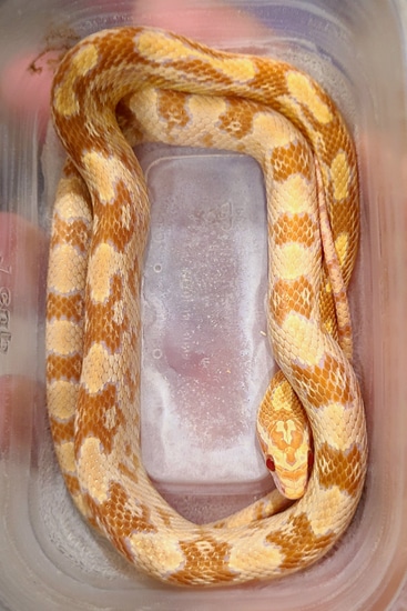 Hypo Butter / Striped Butter PAIR Corn Snake by Byron.D
