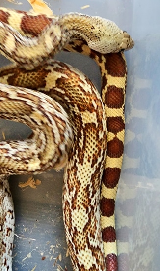 Christmas Mtn Sonoran Gopher Pair Gopher Snake by Byron.D