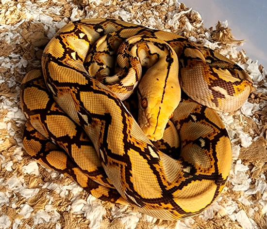 Mochino Reticulated Python by Byron.D