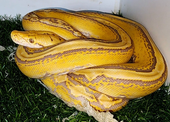 Orange Glow Marble Reticulated Python by Byron.D