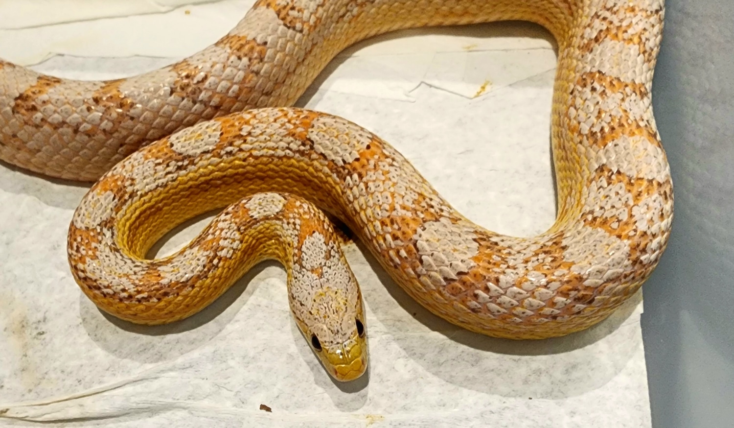 Tequila Sunrise Line Ultramel Anery Double Red Factor - New Price ...