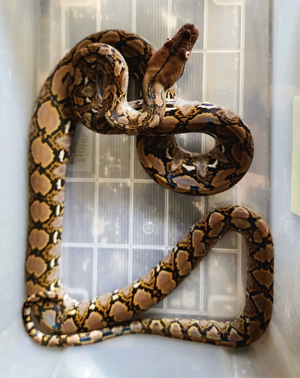 Kalaotoa SuperDwarf PAIR Possible Het Purple - FREE SHIPPING ...