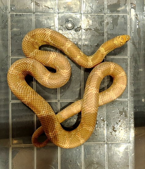 Albino Blotched / Goini Kings - Adult Pair - Mark Bell Line Florida ...