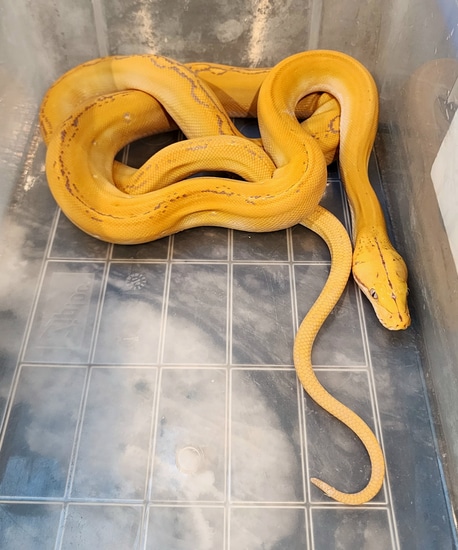 25% SD Purple Golden Child Male Reticulated Python by Byron.D