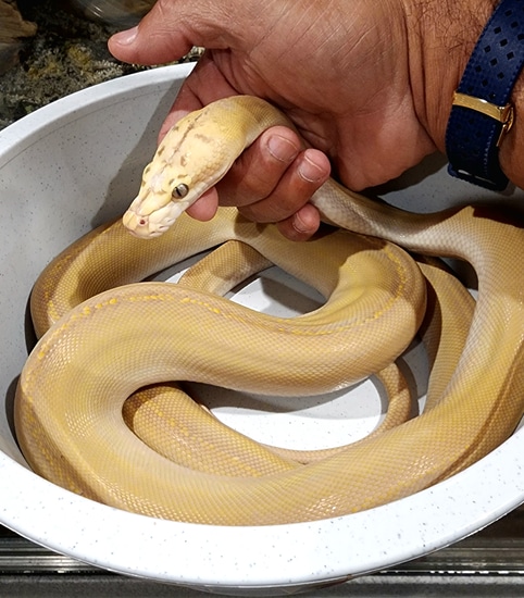 Purple Motley Golden Child Female - 2022 Reticulated Python by Byron.D