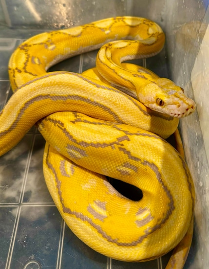 '22 50% Jampea Purple Platinum Sunfire Reticulated Python by Byron.D