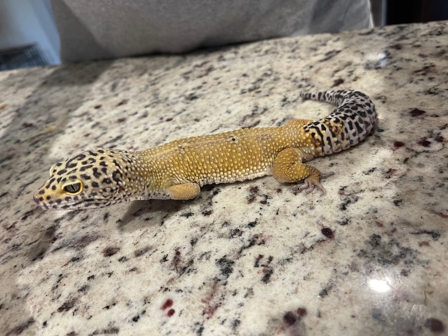 Giant Leopard Gecko by B D & F Reptiles - MorphMarket