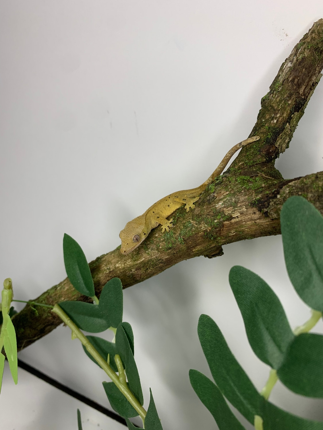 Super Dal Possible Ink Spot Gecko Crested Gecko by Alyssa’s_Exotics ...