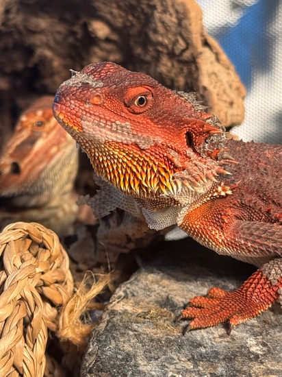 75% Red Monster Black Bloodlines Central Bearded Dragon by Forbidden ...