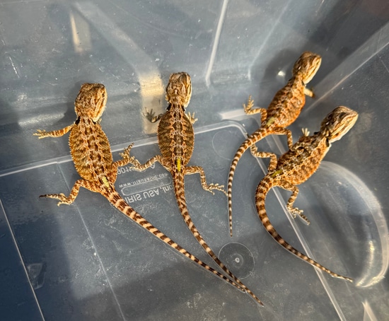 4 Wholesale Citrus/red Lot Central Bearded Dragon by Forbidden Dragons