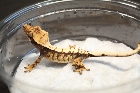 *hold Back Release* Extreme White Spot Crested Gecko by Tandem Geckos
