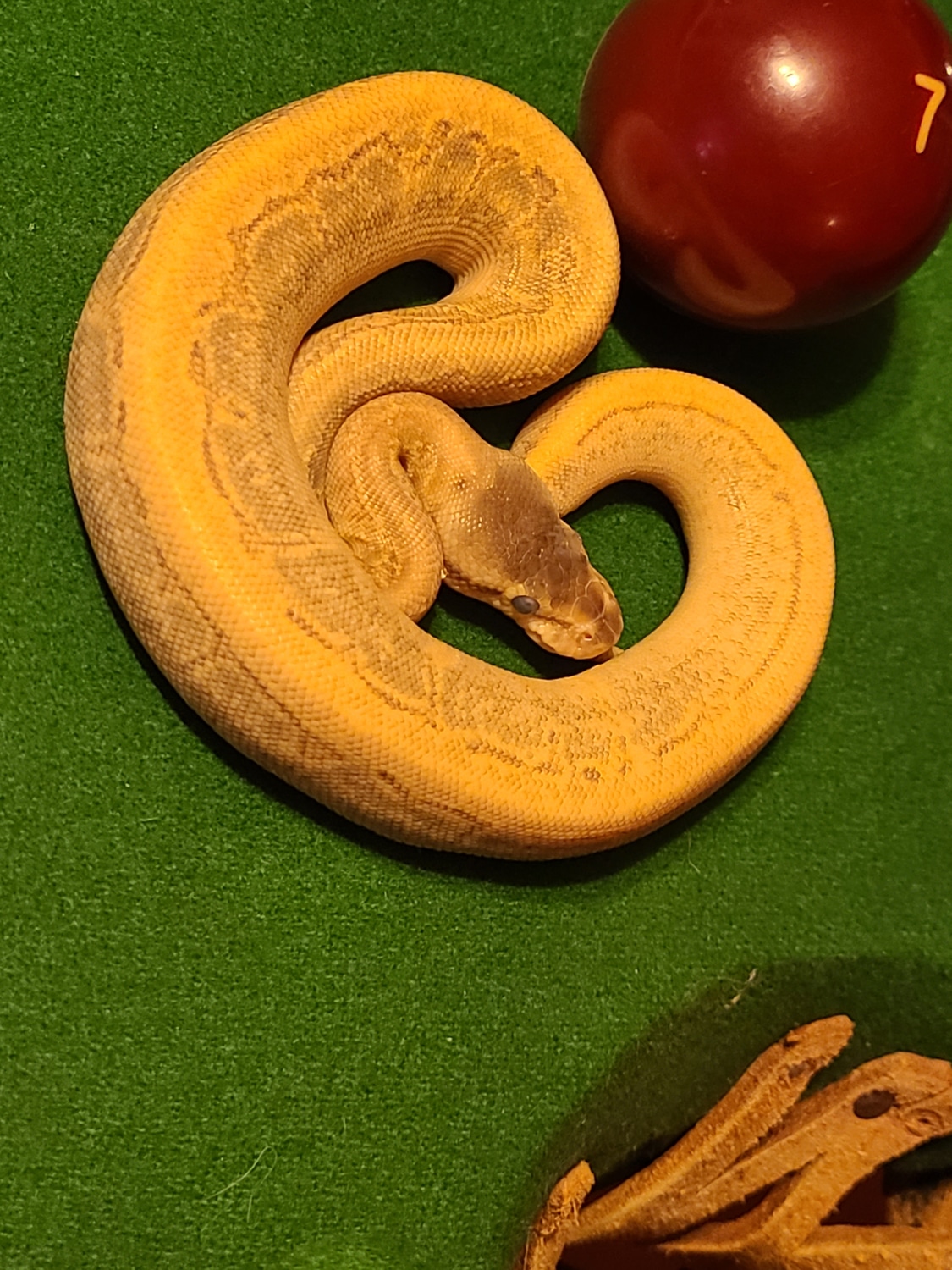 Pinstripe. Cinnamon, Lucifer Ball Python by Side Pocket Serpents ...